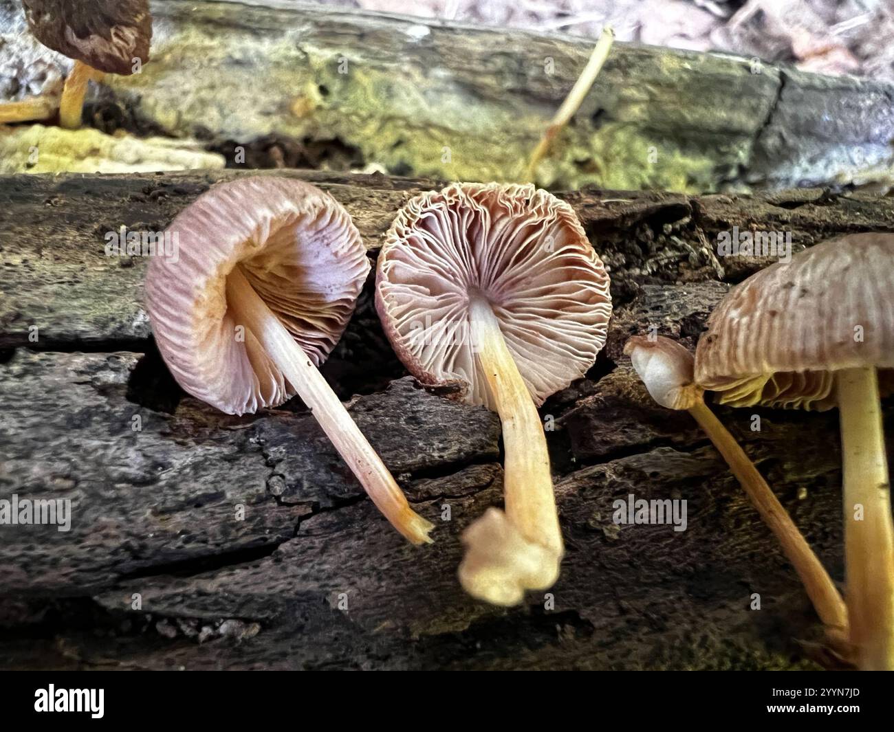 Pleated Pluteus (Pluteus longistriatus Stock Photo - Alamy