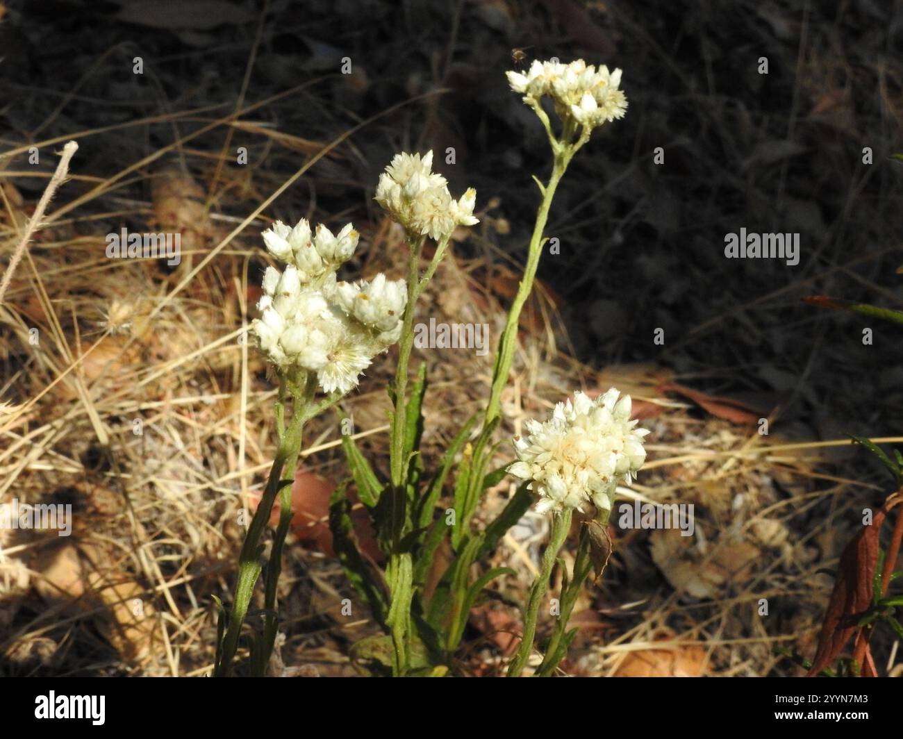 California cudweed (Pseudognaphalium californicum Stock Photo - Alamy