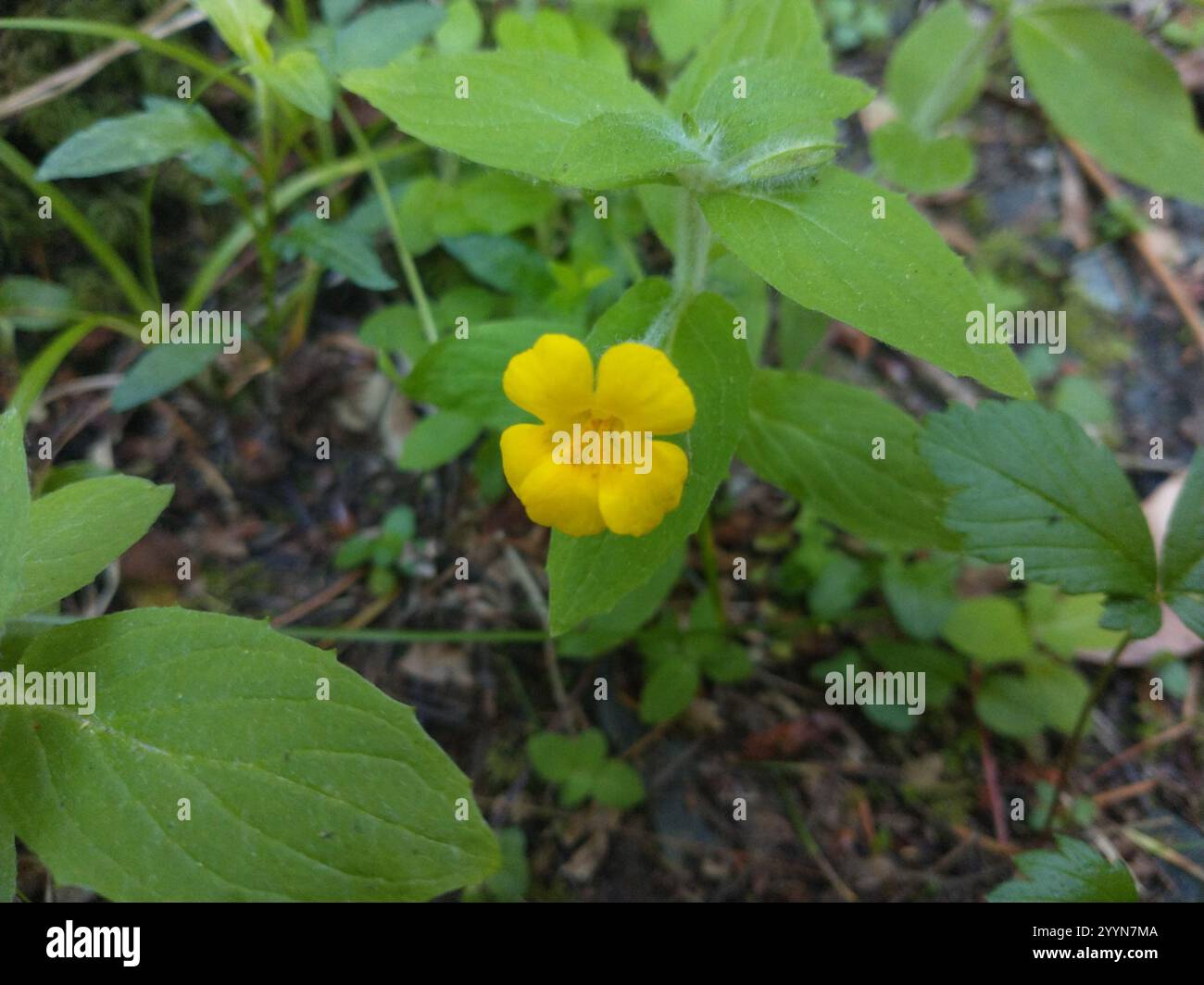 wing-leaf monkeyflower (Erythranthe ptilota Stock Photo - Alamy