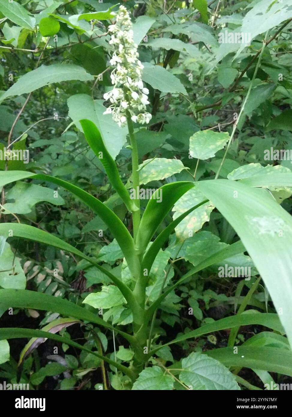 Xiphidium caeruleum hi-res stock photography and images - Alamy