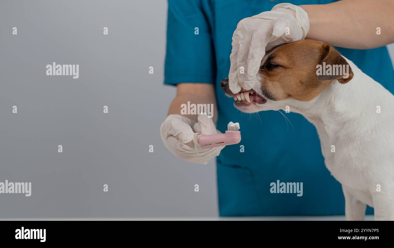 A vet is cleaning the teeth of a Jack Russell Terrier Stock Photo - Alamy