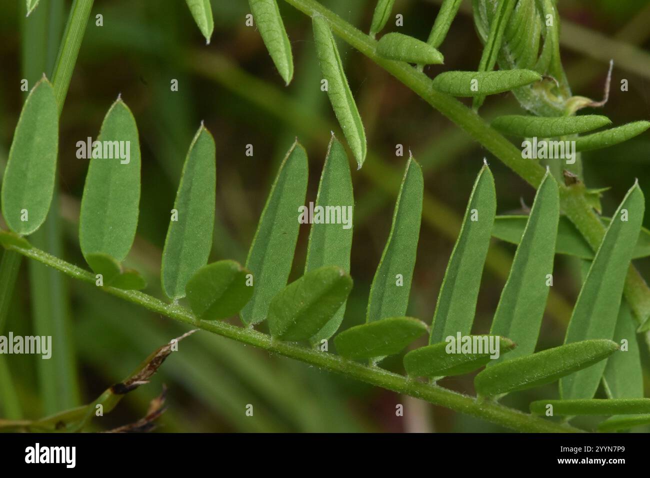 giant vetch (Vicia gigantea Stock Photo - Alamy