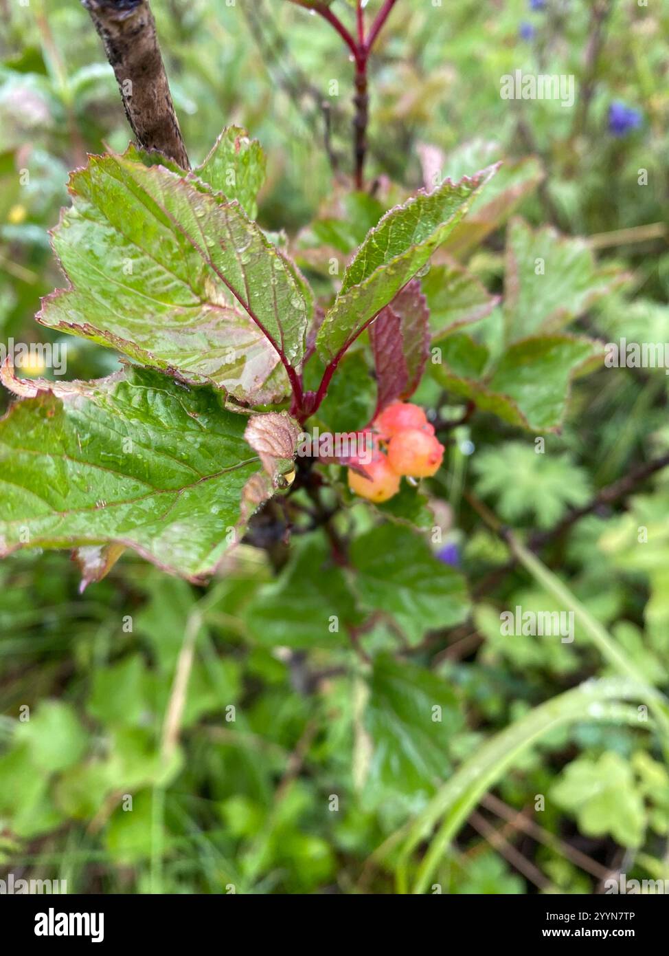 squashberry (Viburnum edule Stock Photo - Alamy