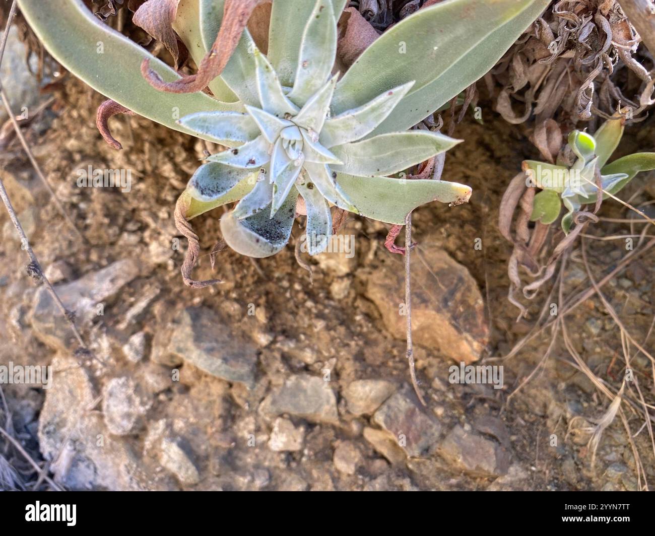 Coast dudleya hi-res stock photography and images - Alamy