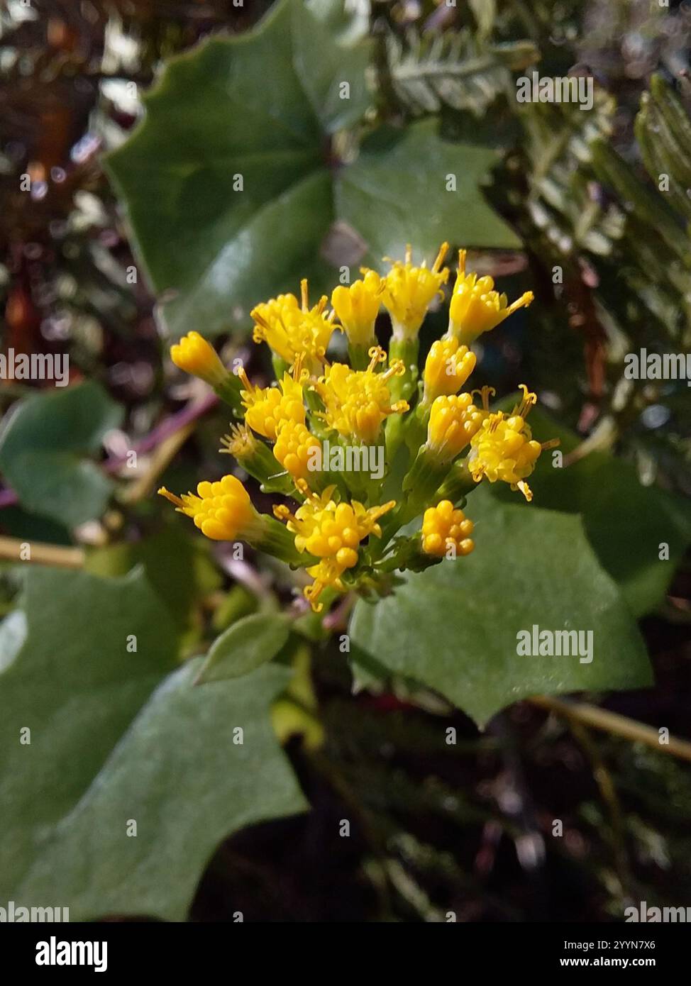 Cape-ivy (Delairea odorata Stock Photo - Alamy