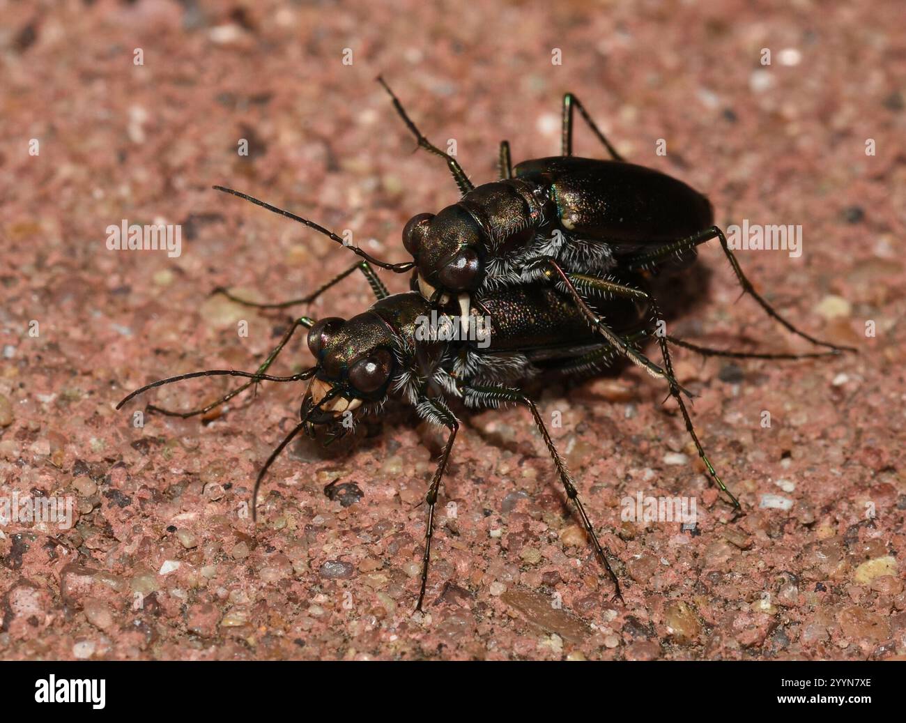 Punctured Tiger Beetle (Cicindela punctulata Stock Photo - Alamy