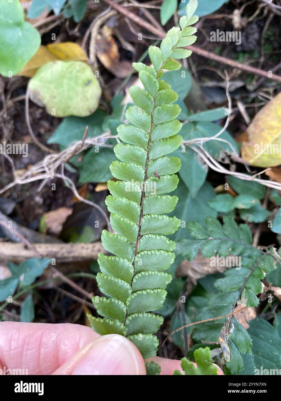 Rough Maidenhair Fern (Adiantum hispidulum Stock Photo - Alamy