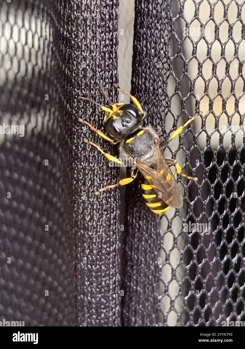 Square-headed Wasps, Sand Wasps, and Allies (Crabronidae Stock Photo ...