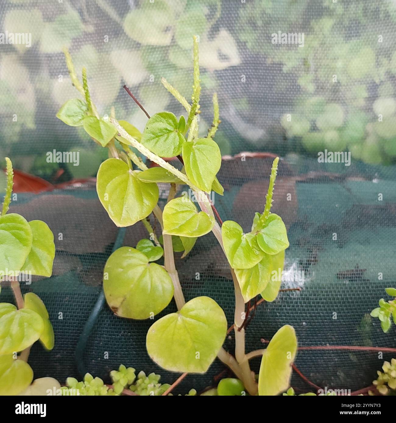 Pepper elder (Peperomia pellucida Stock Photo - Alamy