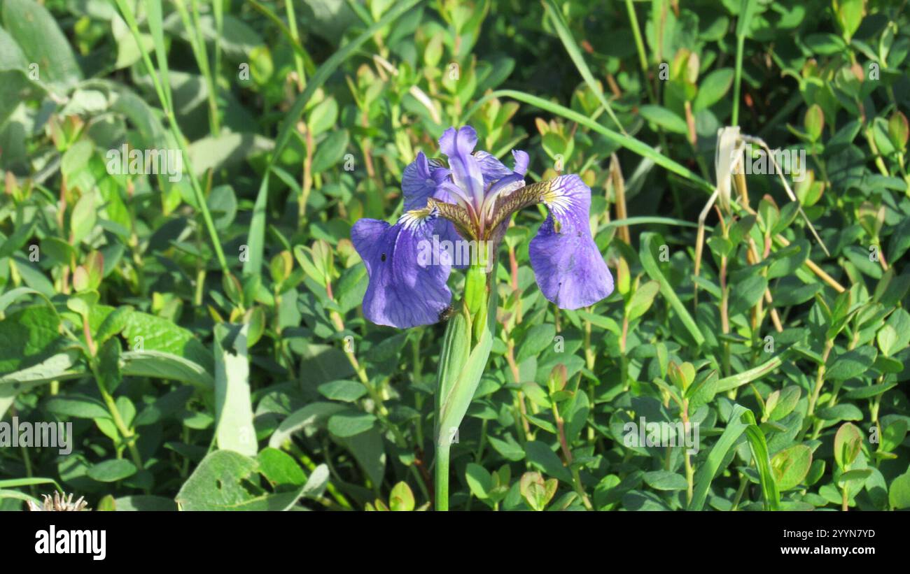 Beach-head Iris (Iris setosa Stock Photo - Alamy