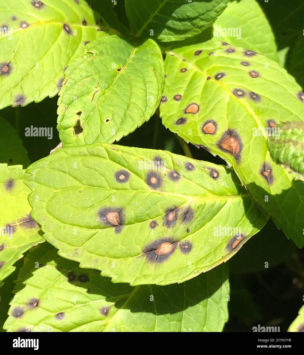 Cercospora Leaf Spot on Hydrangea (Cercospora hydrangeae Stock Photo - Alamy
