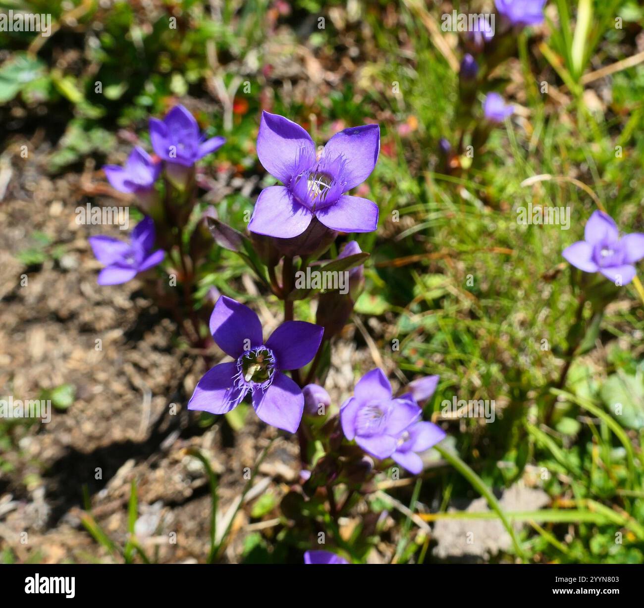 field gentian (Gentianella campestris Stock Photo - Alamy