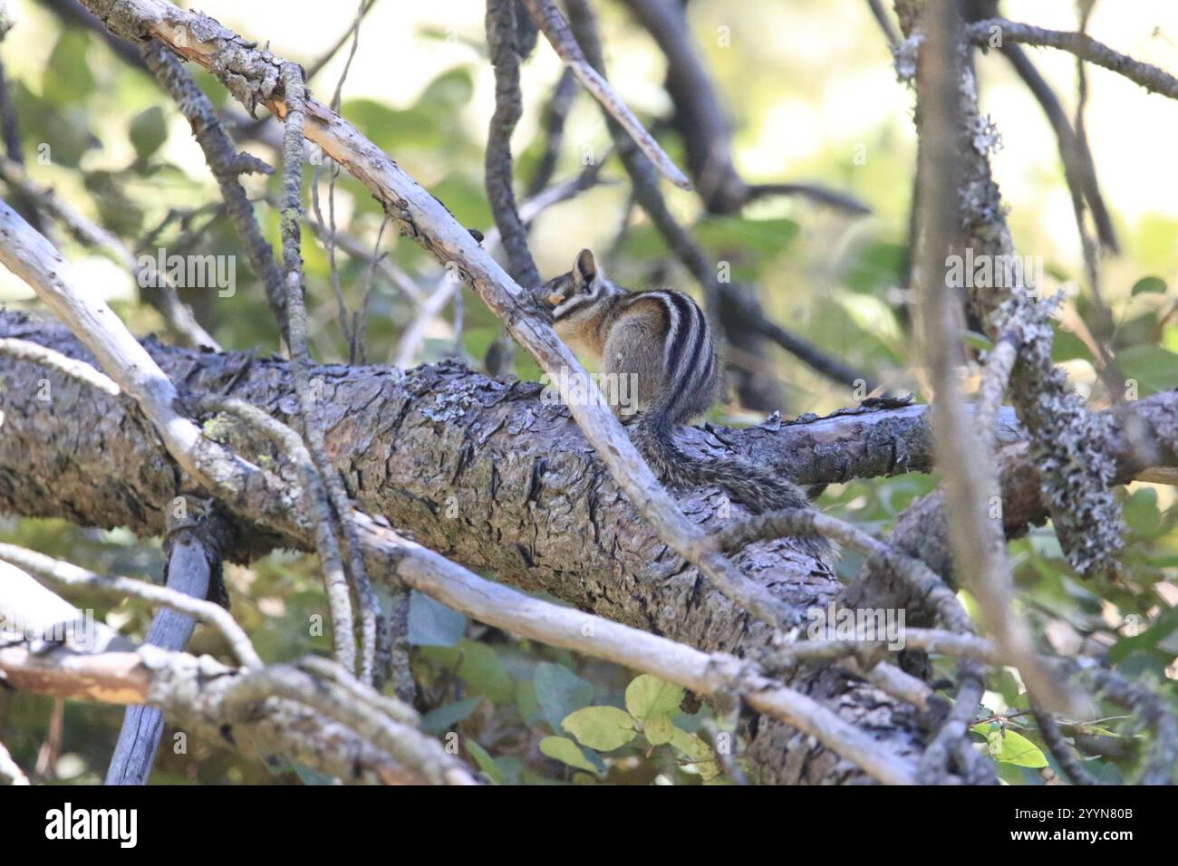 Western Chipmunks (Neotamias Stock Photo - Alamy
