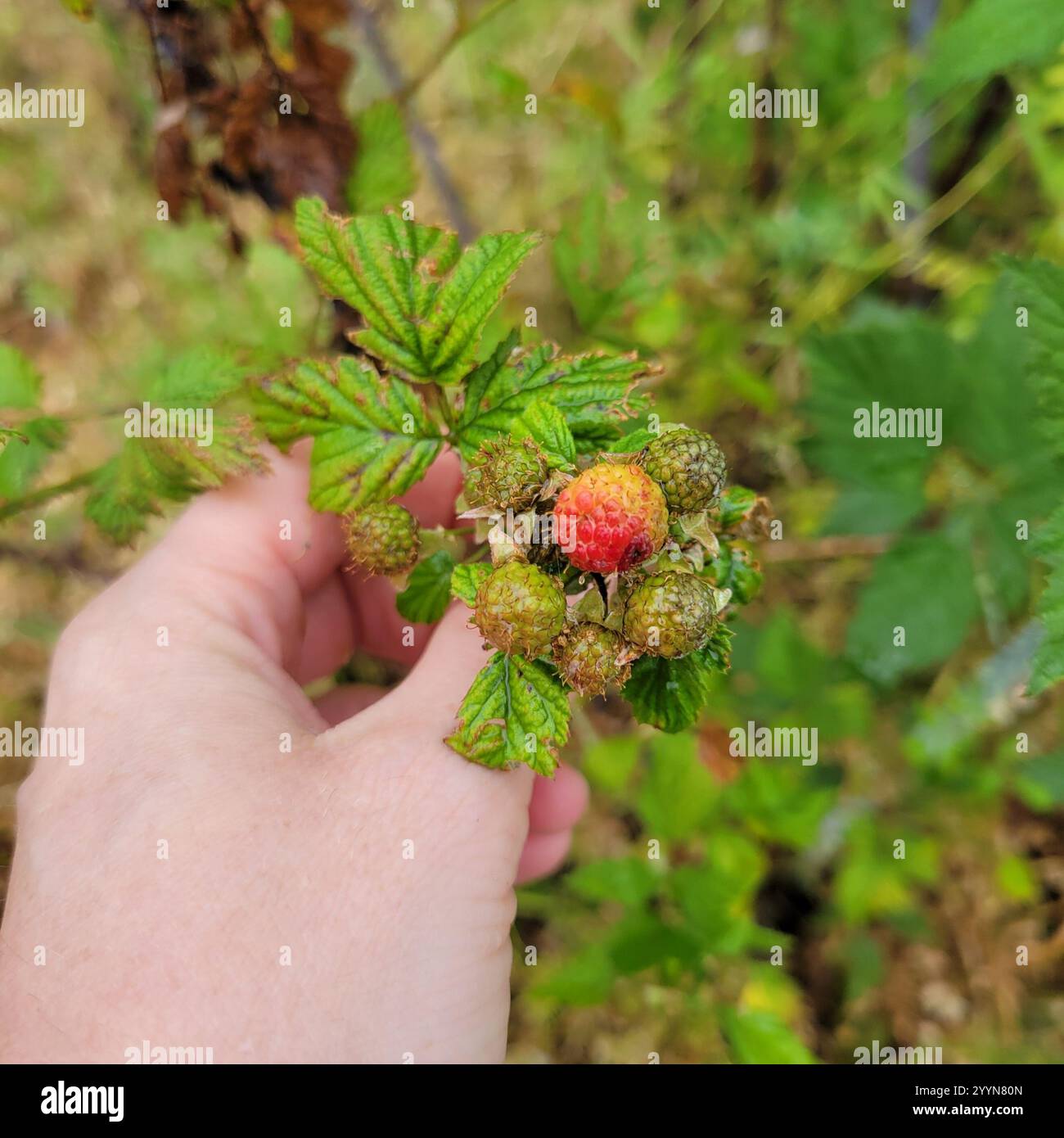 whitebark raspberry (Rubus leucodermis Stock Photo - Alamy