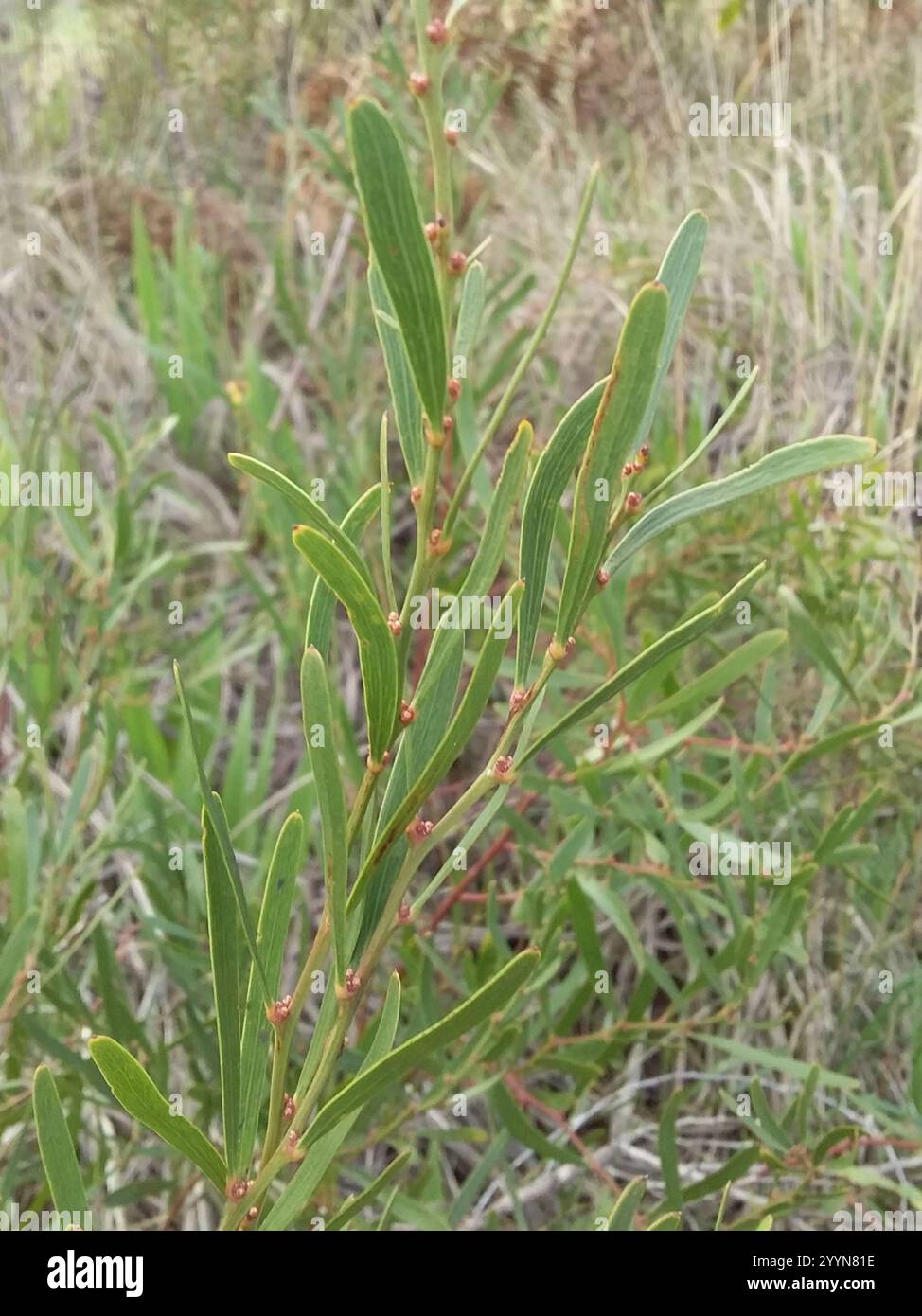 narrow-leaf bitter-pea (Daviesia leptophylla Stock Photo - Alamy