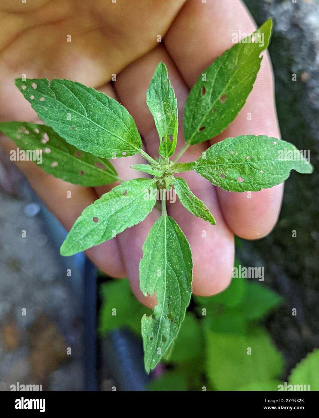 three-seeded mercuries (Acalypha Stock Photo - Alamy