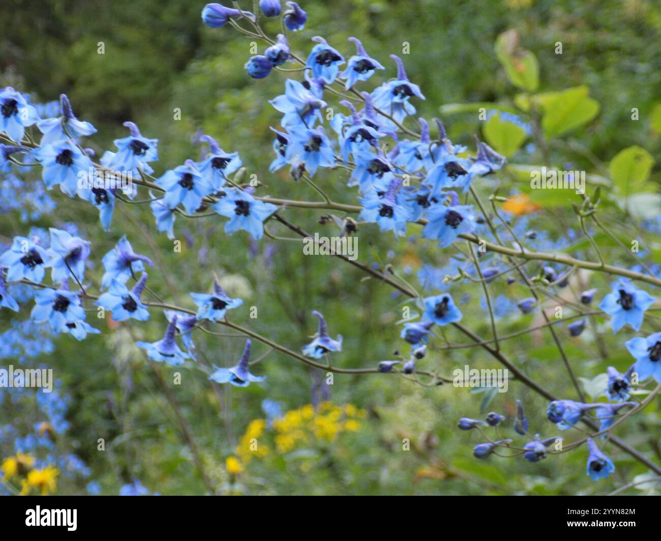 Alpine Larkspur (Delphinium elatum Stock Photo - Alamy