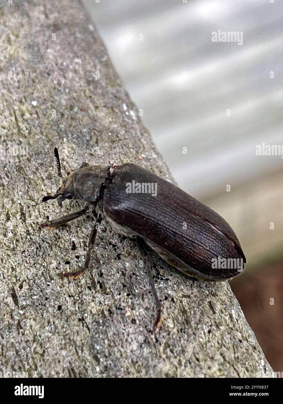 Sandalus hi-res stock photography and images - Alamy