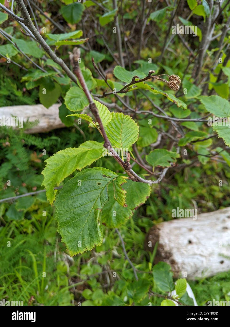 green alder (Alnus alnobetula Stock Photo - Alamy