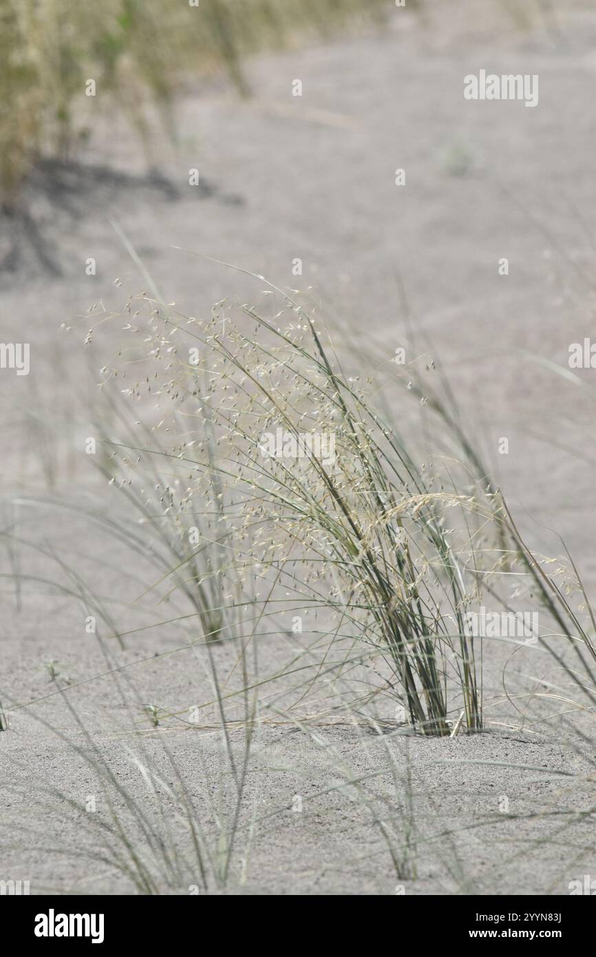 Sand Ricegrass (Eriocoma hymenoides Stock Photo - Alamy