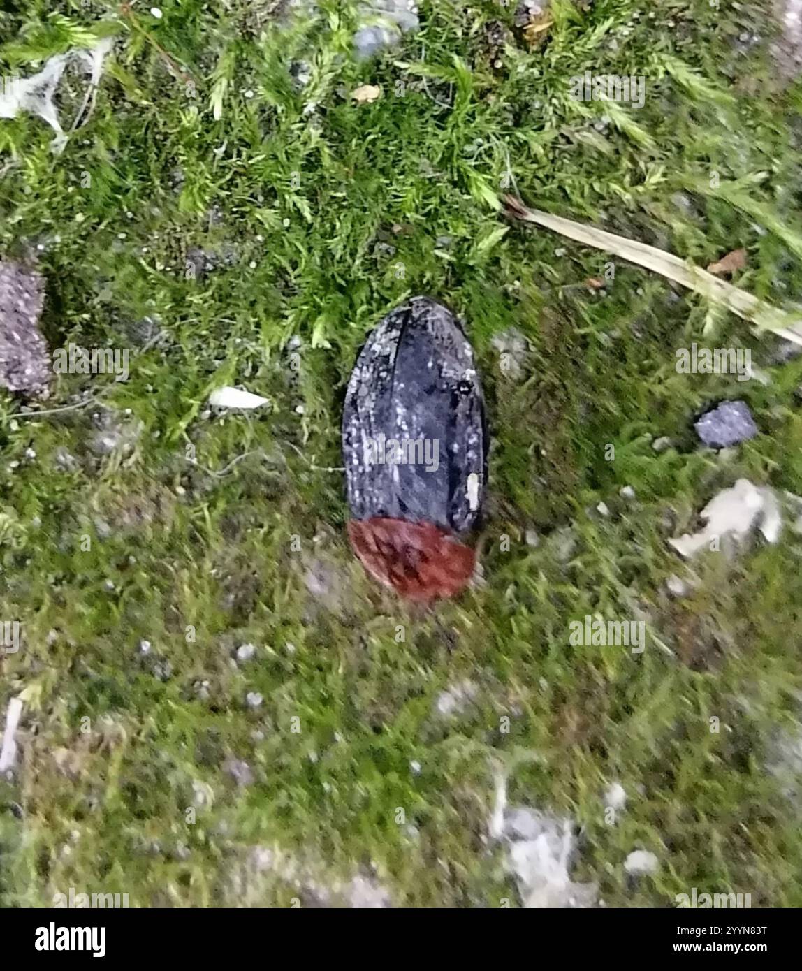 Red-breasted Carrion Beetle (Oiceoptoma thoracicum Stock Photo - Alamy