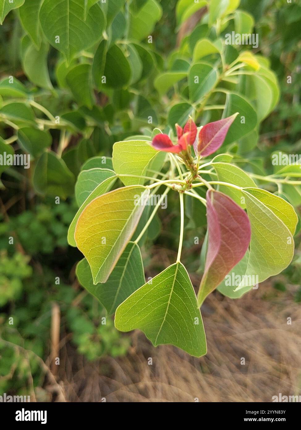Chinese Tallow (Triadica sebifera Stock Photo - Alamy