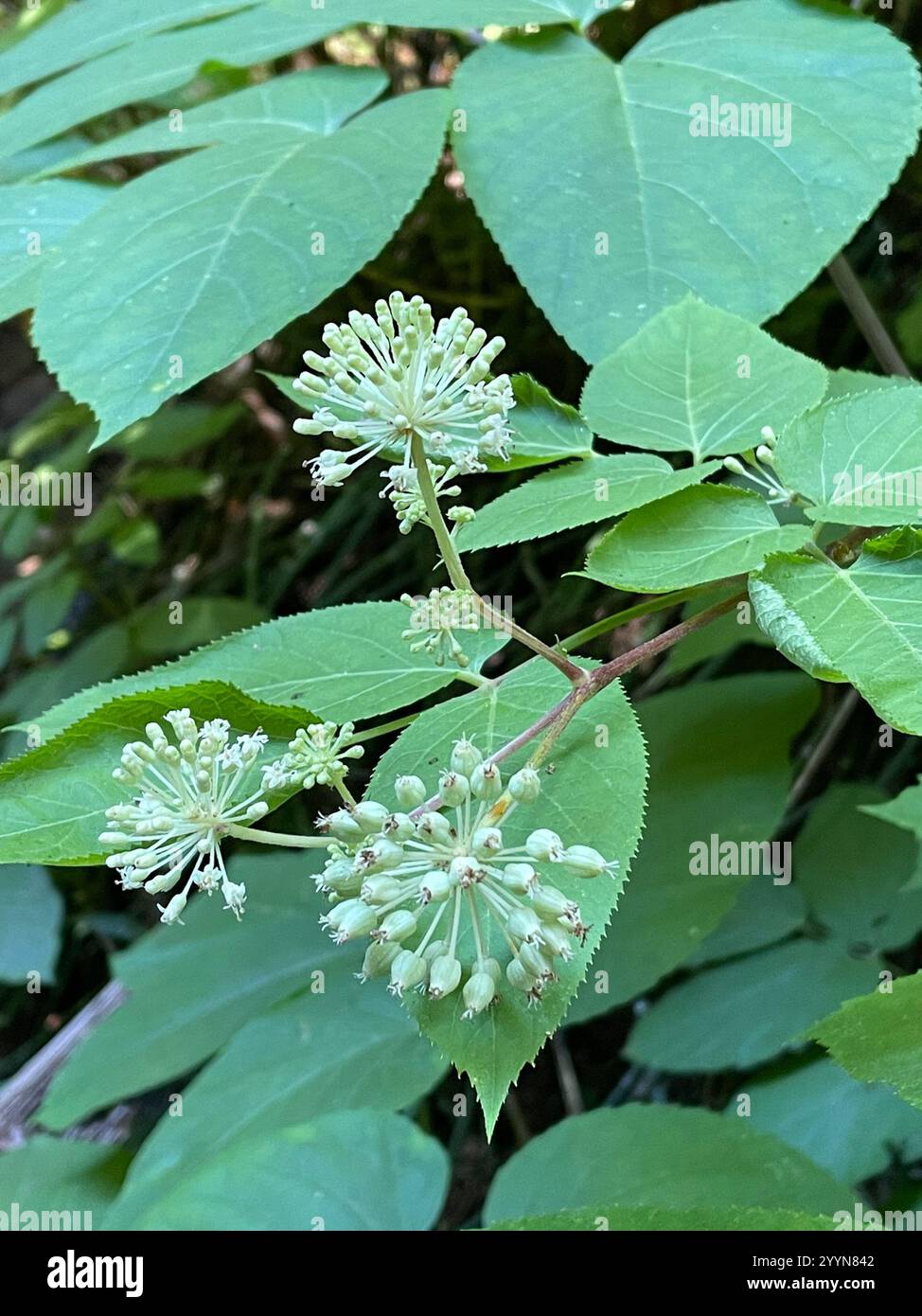 California Spikenard (Aralia californica Stock Photo - Alamy