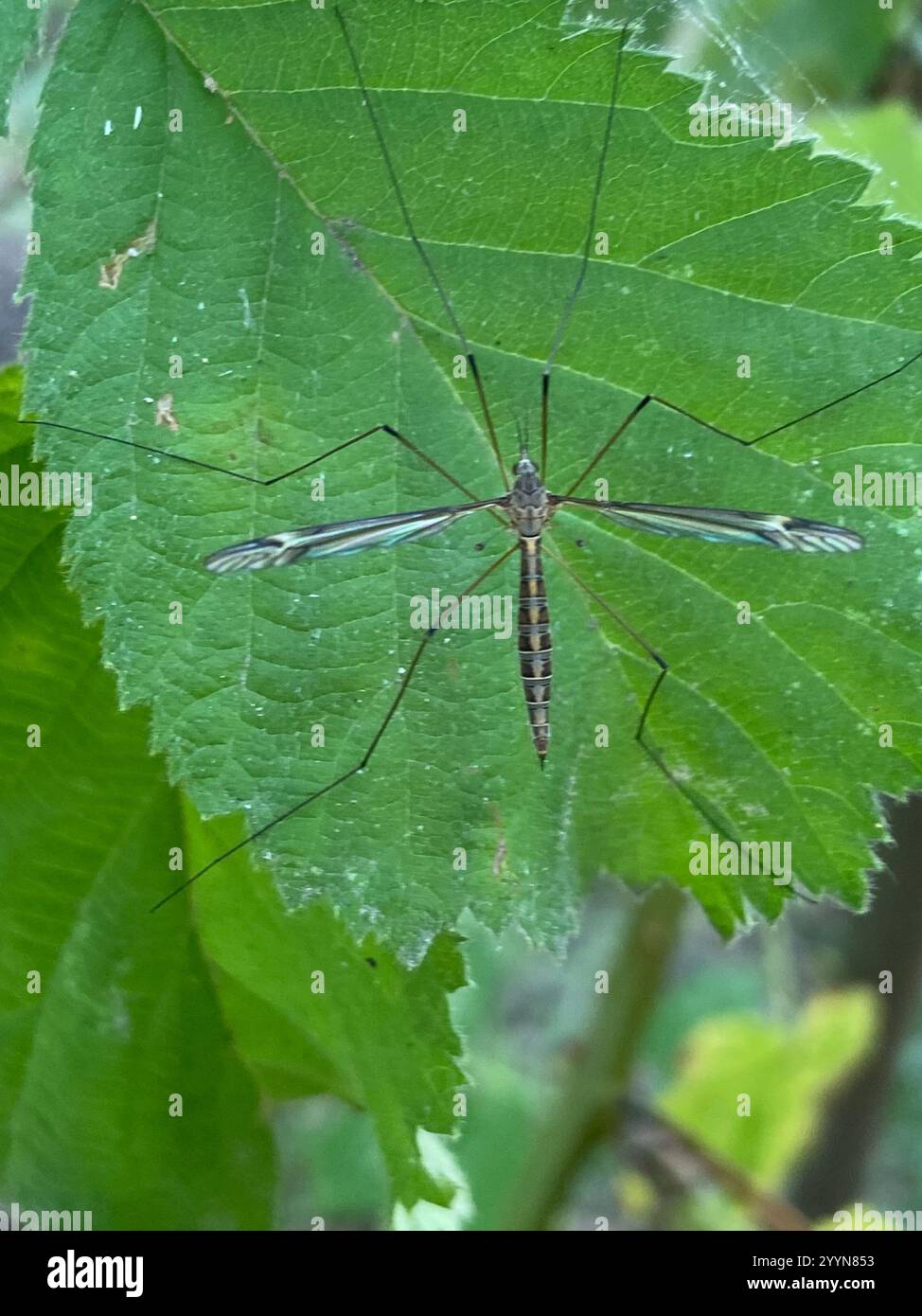 Typical Crane Flies (Tipuloidea Stock Photo - Alamy