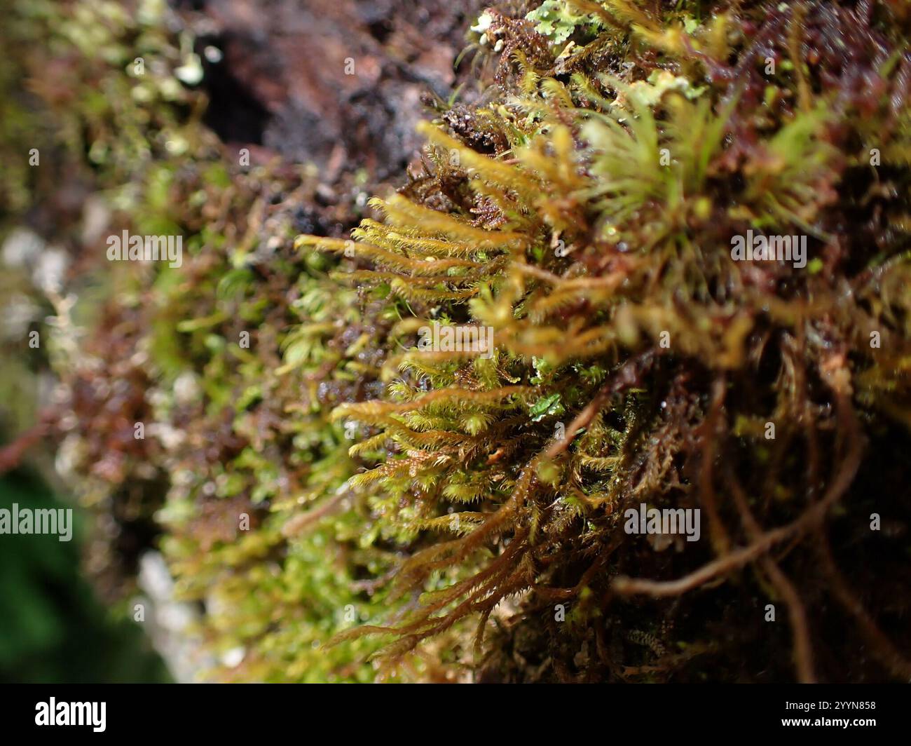 Bent Scissor-leaved Liverwort (Herbertus aduncus Stock Photo - Alamy