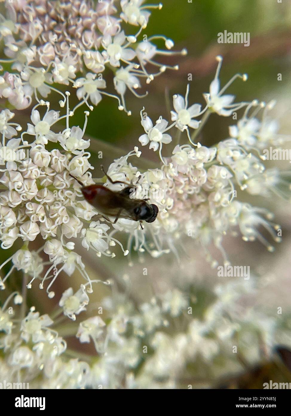 Ants, Bees, Wasps, and Sawflies (Hymenoptera Stock Photo - Alamy