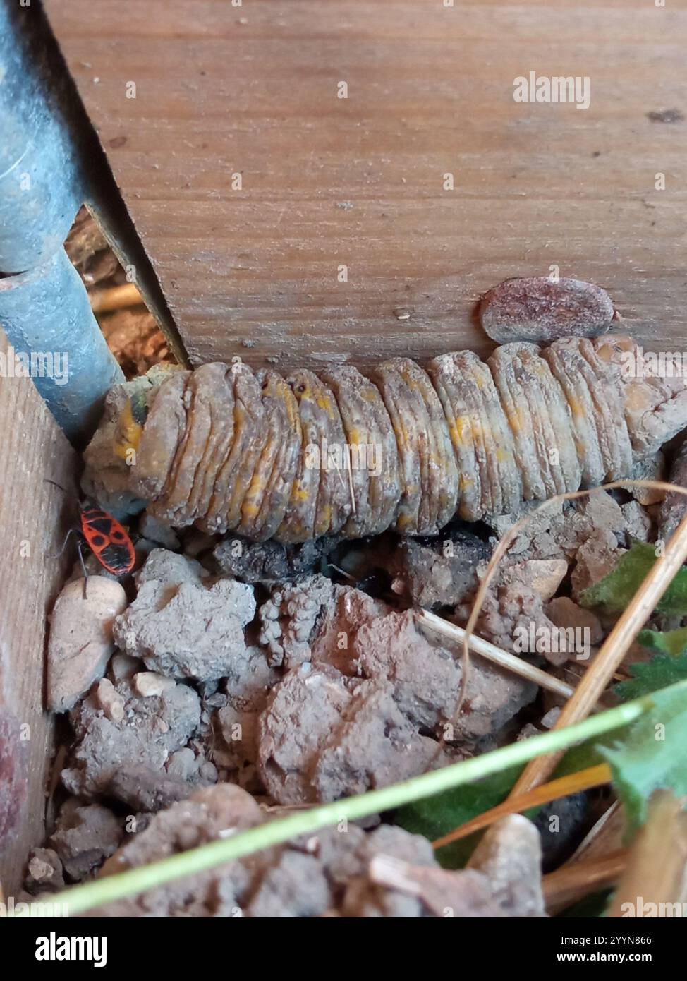 Shark Moth (Cucullia umbratica Stock Photo - Alamy