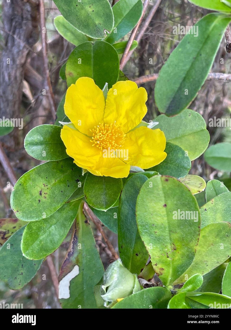 Climbing Guinea flower (Hibbertia scandens Stock Photo - Alamy