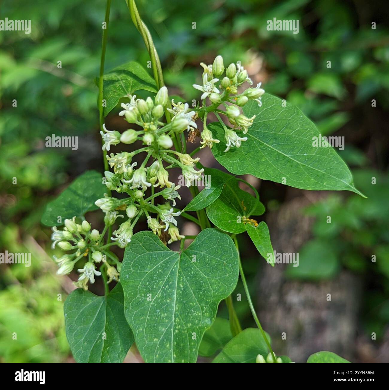 honey-vine climbing milkweed (Cynanchum laeve Stock Photo - Alamy