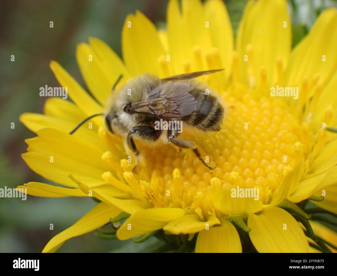 Western Leafcutter Bee (Megachile perihirta Stock Photo - Alamy