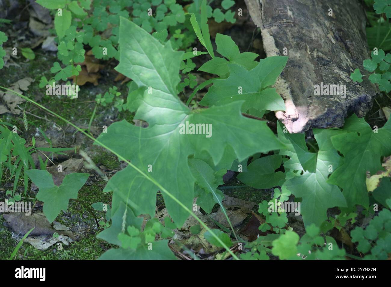 white rattlesnake root (Nabalus albus Stock Photo - Alamy