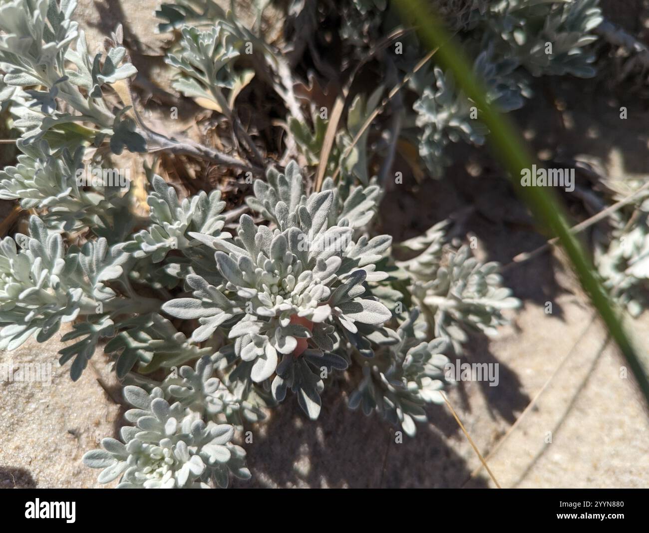 Hoary Mugwort (Artemisia stelleriana Stock Photo - Alamy