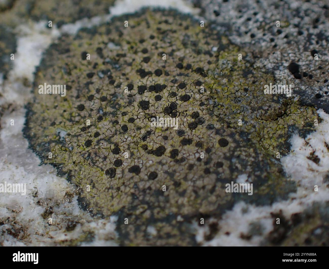 common lichens (Lecanoromycetes Stock Photo - Alamy