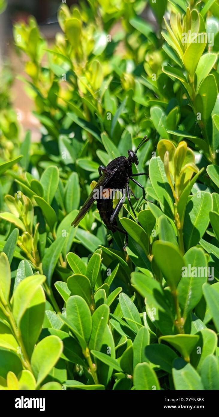 Clubbed Mydas Fly (Mydas clavatus Stock Photo - Alamy