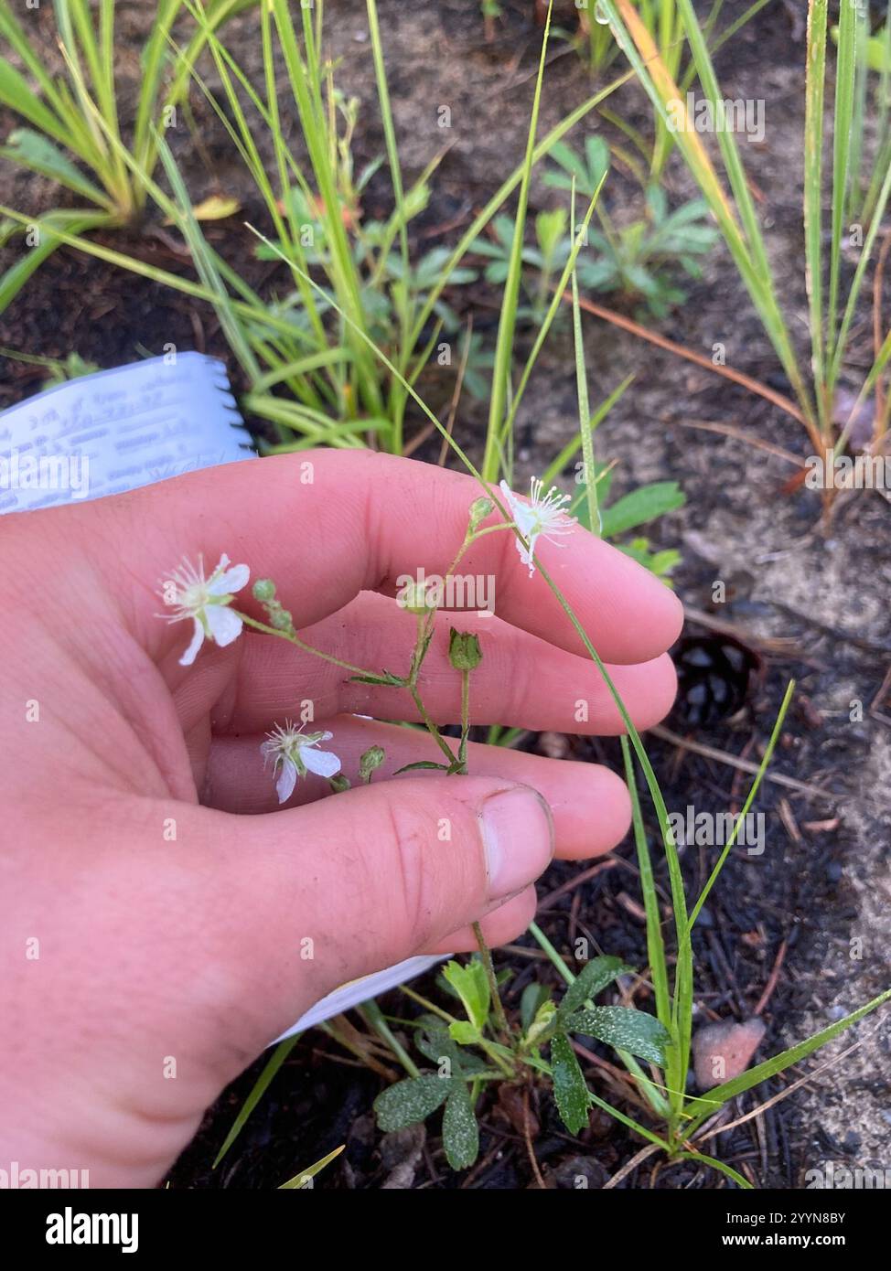 three-toothed cinquefoil (Sibbaldiopsis tridentata Stock Photo - Alamy
