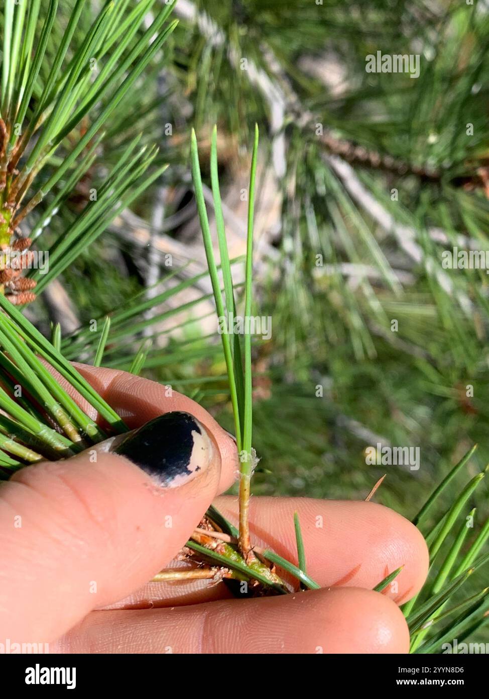 knobcone pine (Pinus attenuata Stock Photo - Alamy