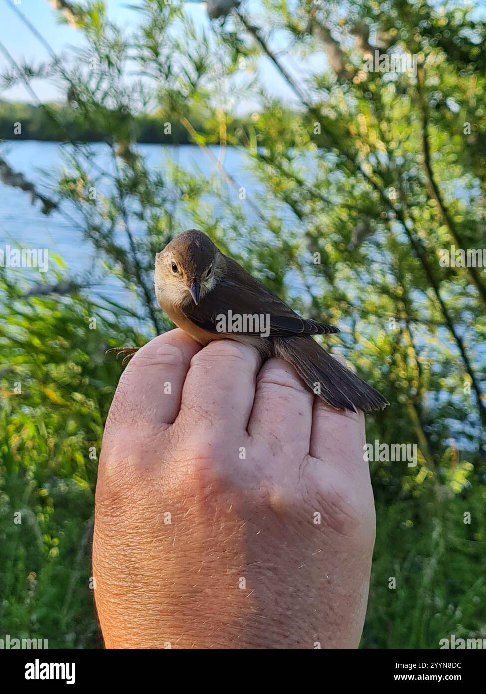 Common Reed Warbler (Acrocephalus scirpaceus Stock Photo - Alamy