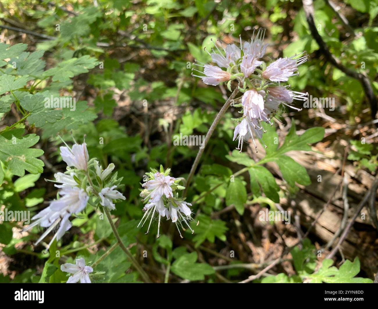 western waterleaf (Hydrophyllum occidentale Stock Photo - Alamy