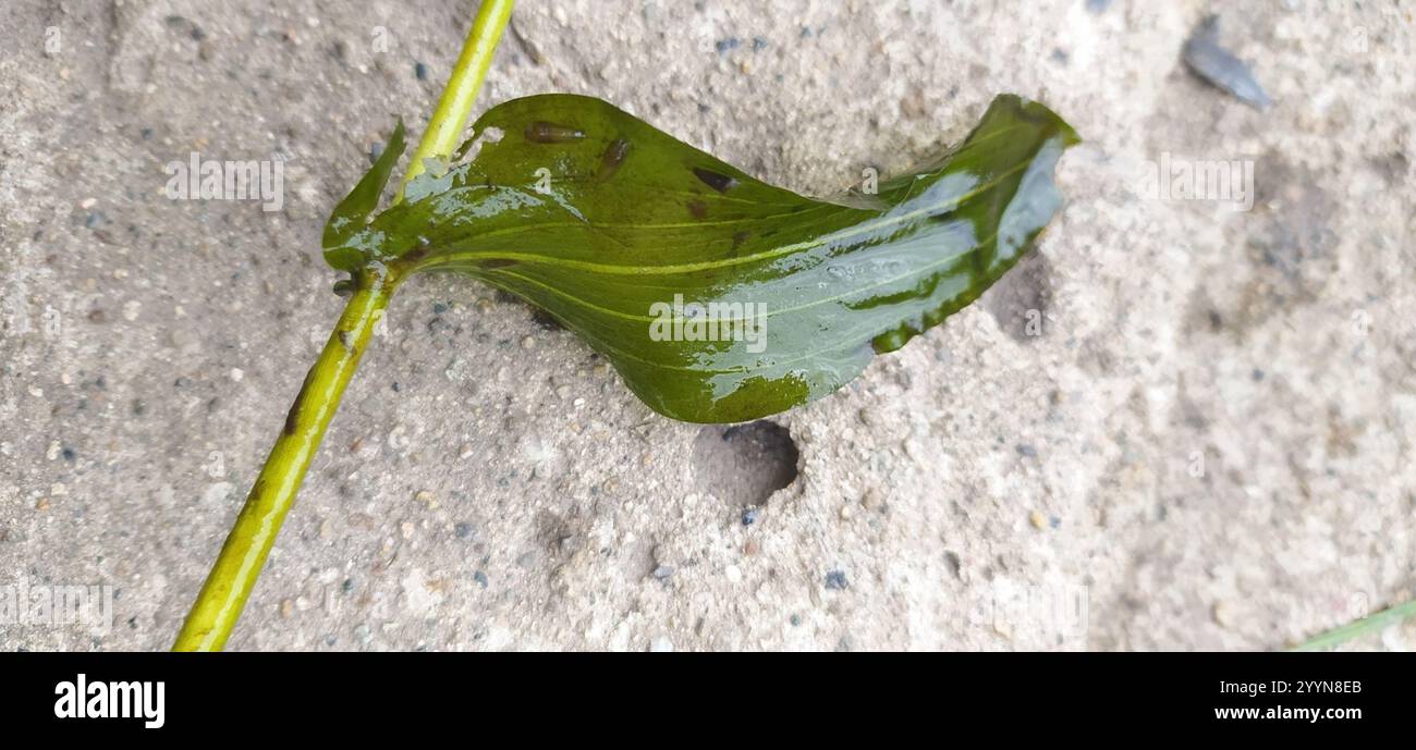 Perfoliate Pondweed (Potamogeton perfoliatus Stock Photo - Alamy