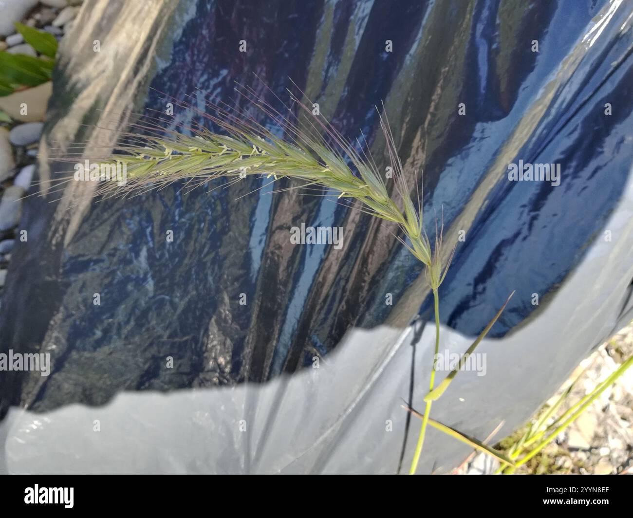 Canada wild rye (Elymus canadensis Stock Photo - Alamy