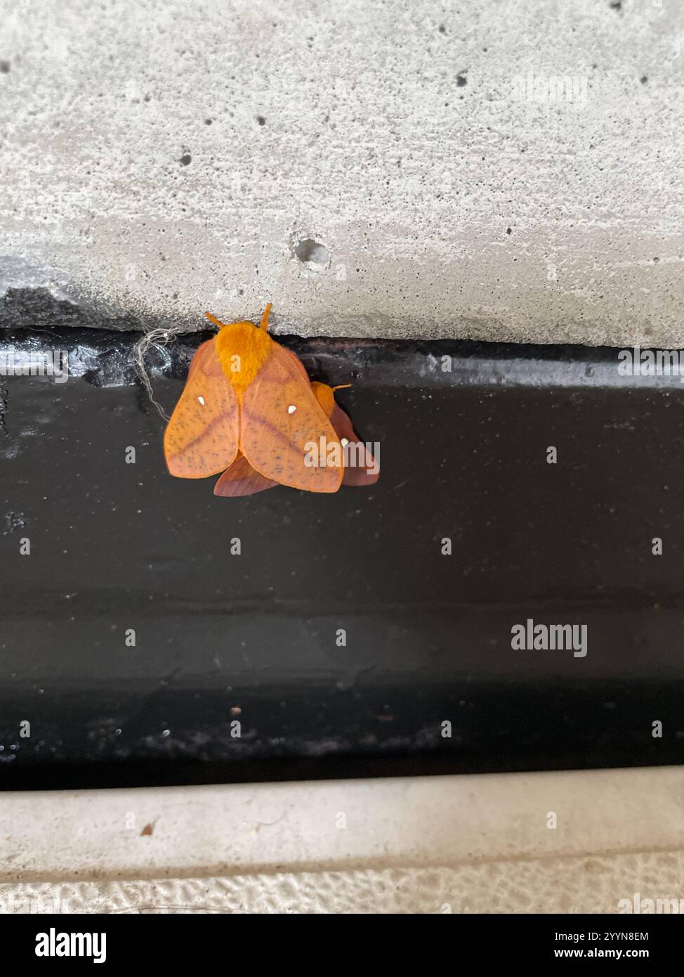 Spiny Oakworm Moth (Anisota stigma Stock Photo - Alamy