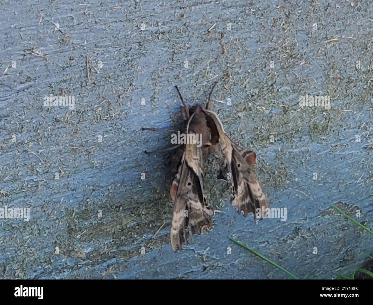 Blinded sphinx hi-res stock photography and images - Alamy