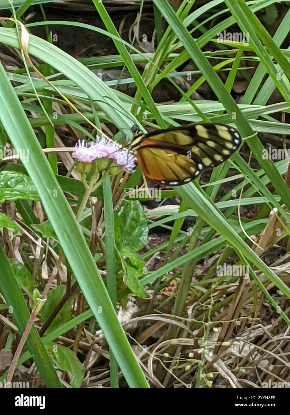 Milkweed Butterflies (Danainae Stock Photo - Alamy
