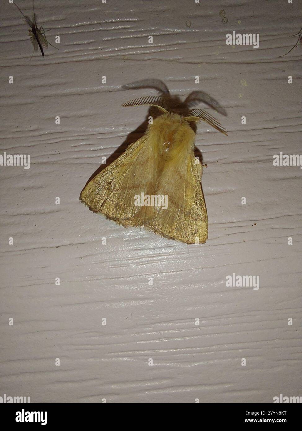 Forest Tent Caterpillar Moth (Malacosoma disstria Stock Photo - Alamy