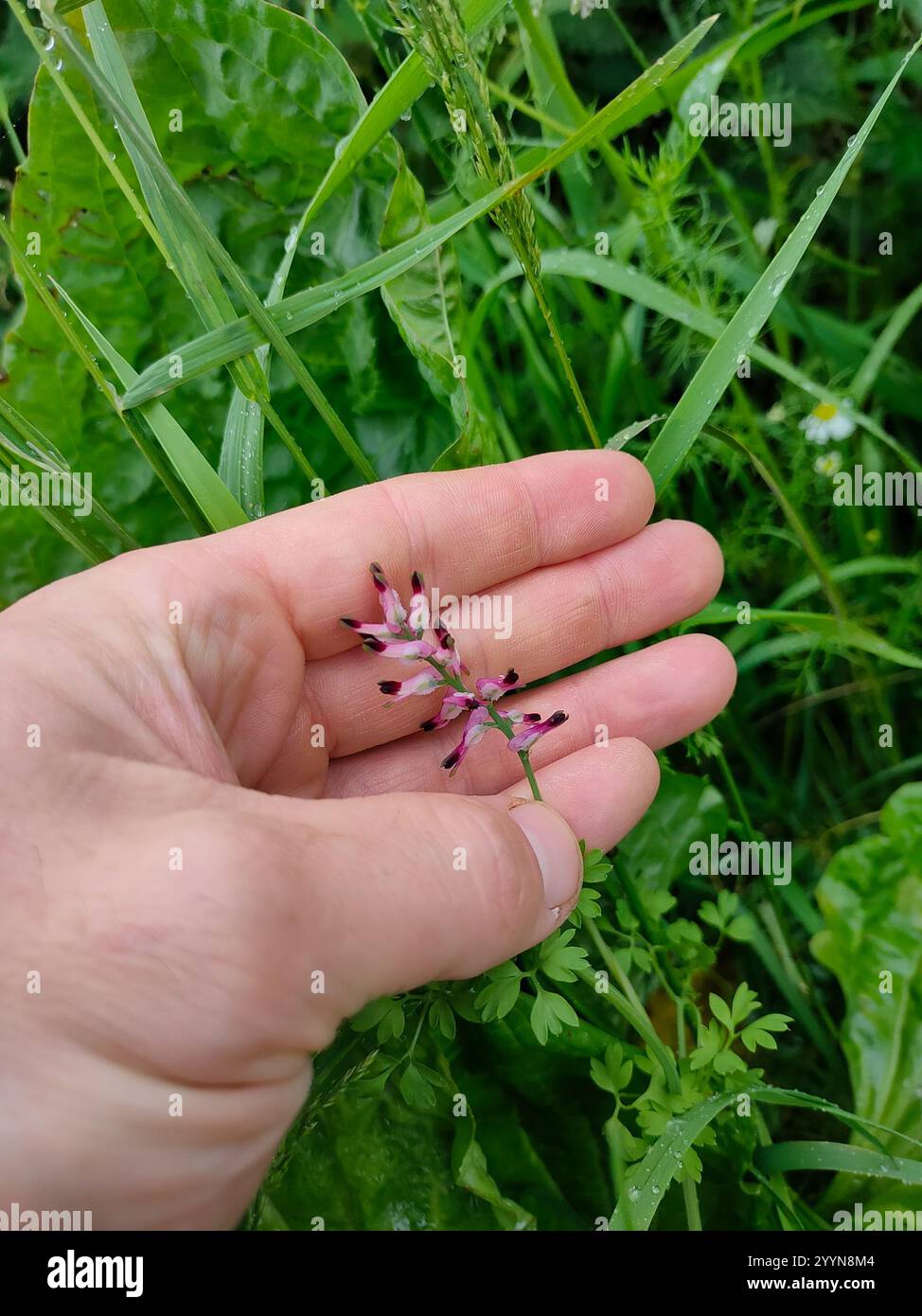 common ramping-fumitory (Fumaria muralis Stock Photo - Alamy