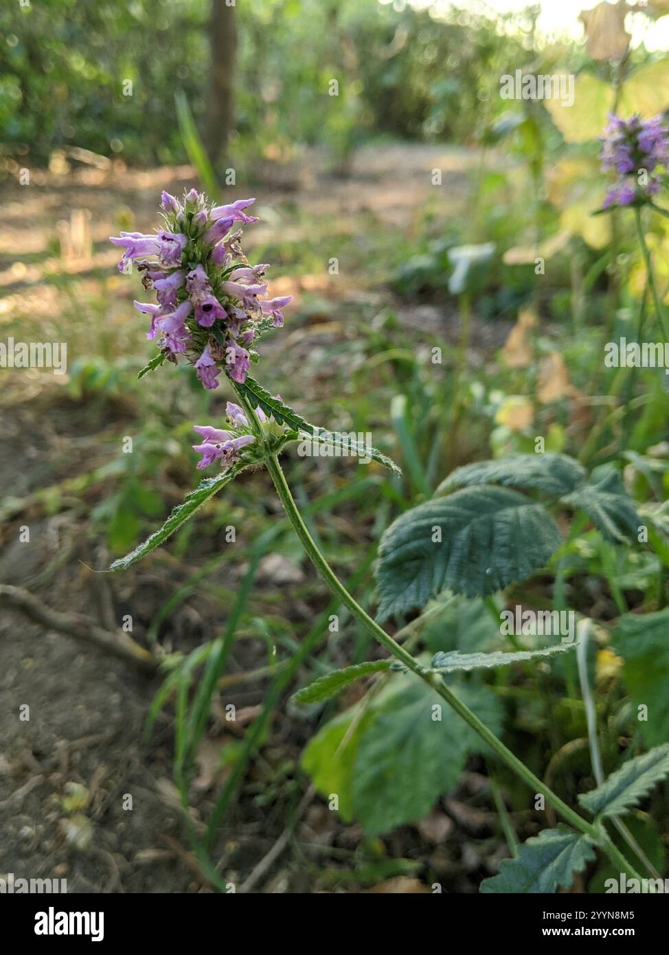 common hedge-nettle (Betonica officinalis Stock Photo - Alamy
